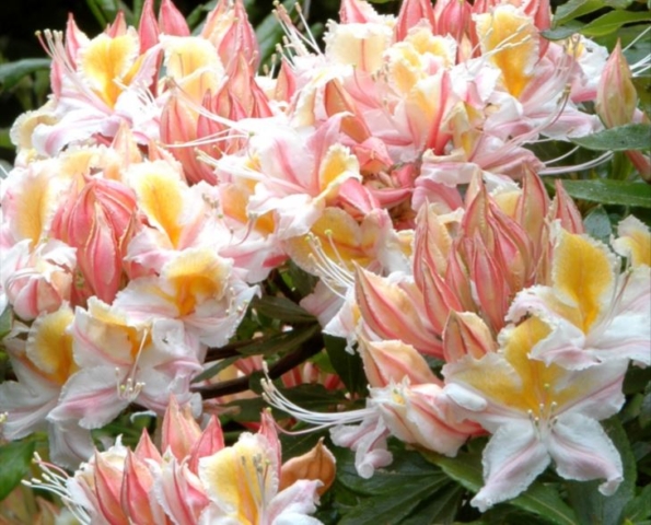 Plant of the Month – R. occidentale – Western Azalea | Eureka Chapter